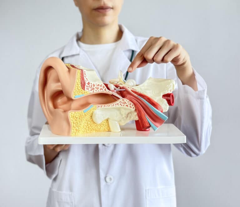 How Does Hearing Work? - ENT Specialists Of Northern Virginia | Blog